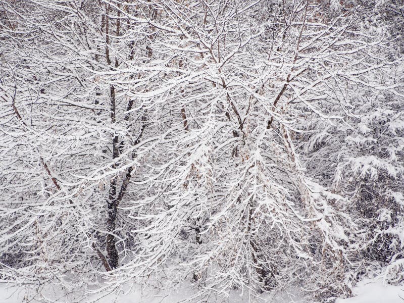 Heavy Snowfall in the Forest. Stock Image - Image of white, outdoor ...