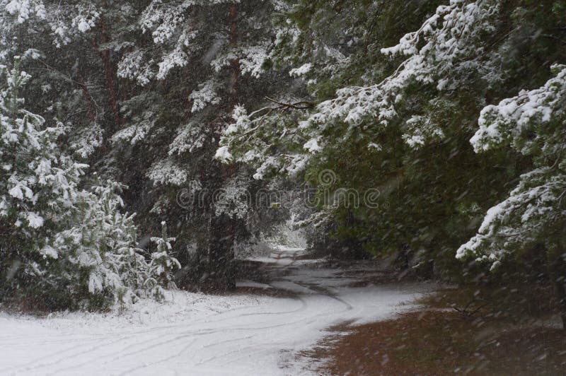 Heavy snowfall stock image. Image of scenic, beauty, pine - 67410343
