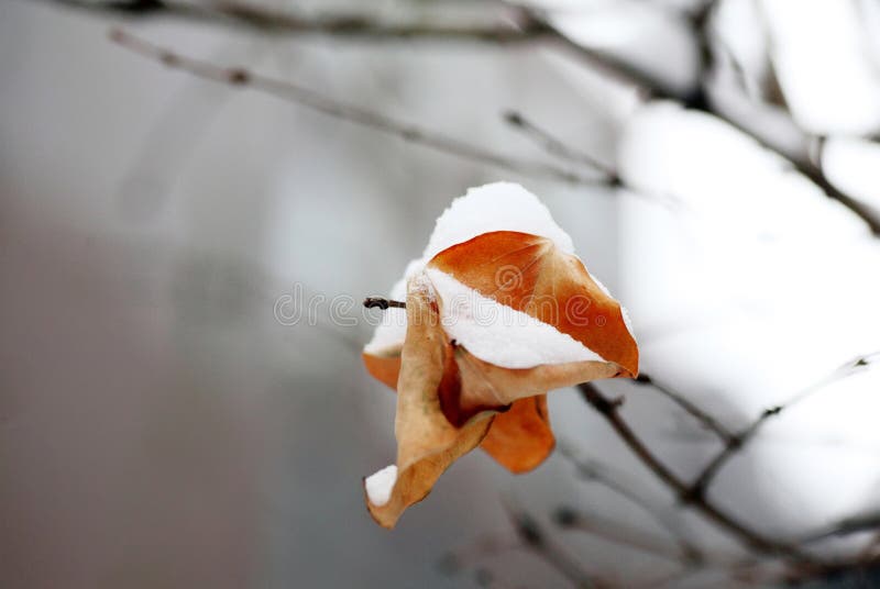 Orange Leaves Covered with Thick Snow. Stock Photo - Image of orange ...