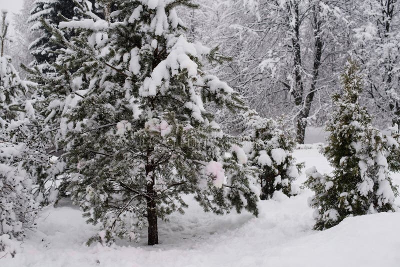 Heavy Snowfall in the Park, Snow-white Landscape Stock Image - Image of ...