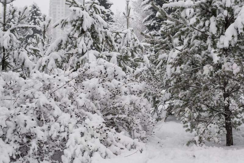Heavy Snowfall in the Park, Snow-white Landscape Stock Image - Image of ...