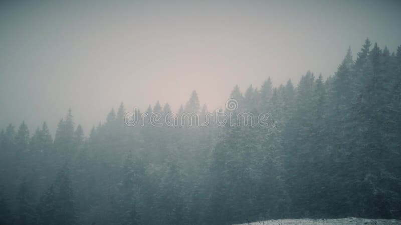 Heavy Snowfall in the Swiss Alpine Forest Stock Video - Video of storm ...