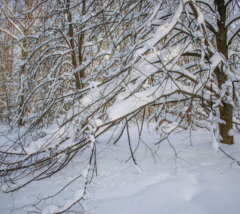 The Heavy Snow Bent the Branches of Trees Stock Photo - Image of ...