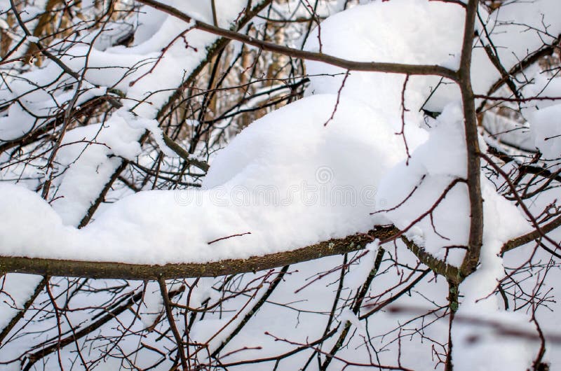 The Heavy Snow Bent the Branches of Trees Stock Image - Image of tree ...
