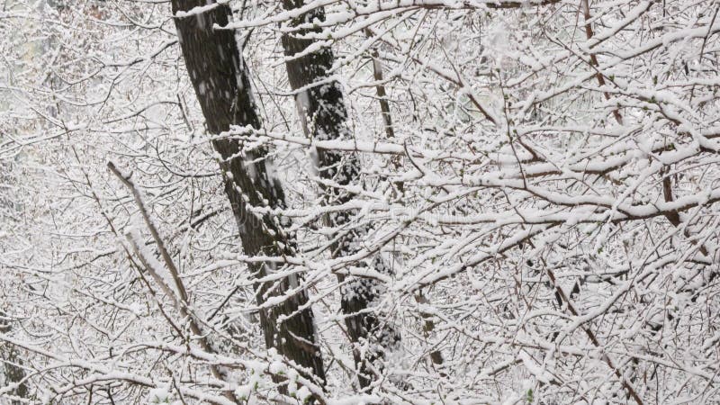 Heavy Snowfall, Trees and Branches Covered with a Thick Layer of Snow ...