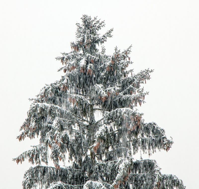 Heavy Snowfall in the Winter Forest. Stock Image - Image of conifer ...