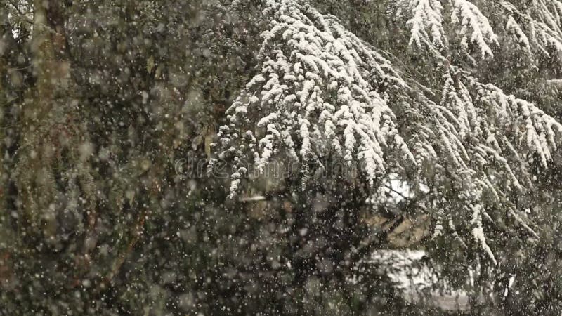 The Heavy Snowfall in a Wild Park, Winter Fairy Tale in the Forest ...