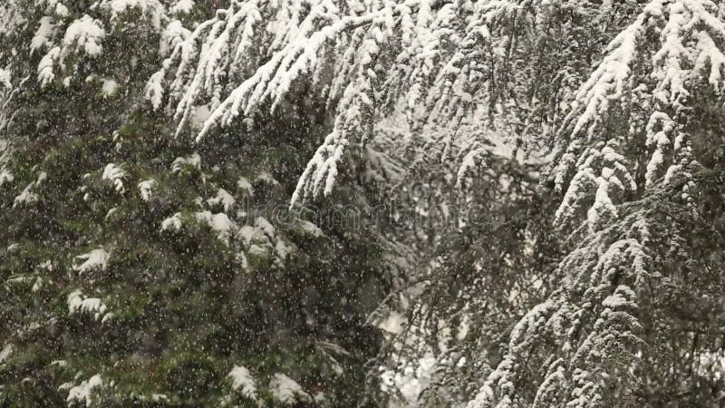 The Heavy Snowfall in a Wild Park, Winter Fairy Tale in the Forest ...