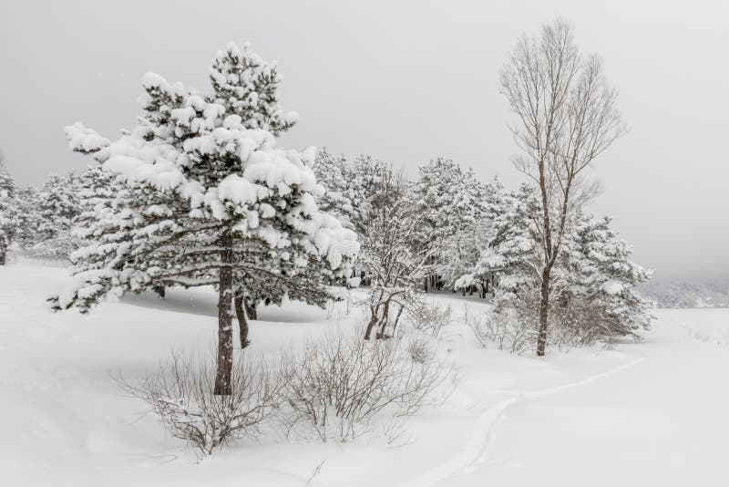 Heavy Snowfall and Winter View Stock Photo - Image of heavy, high ...