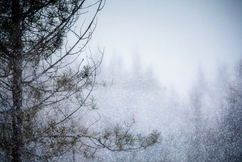 Heavy Snowstorm in a Pine Forest Stock Photo - Image of dust, branches ...
