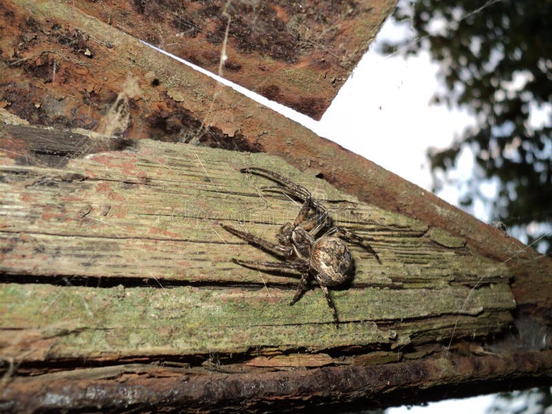 Heavy Spidery Tree Spider. Dangerous Stock Photo - Image of branch ...
