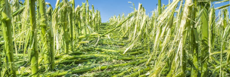 Heavy Storm and Hail Destroyed Agricultural Field Stock Image - Image ...