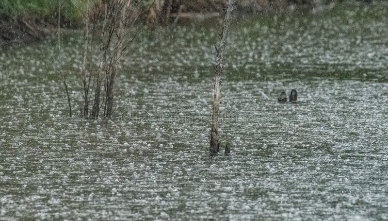 Heavy Summer Downpour at the Lake Stock Image - Image of lake, rain ...