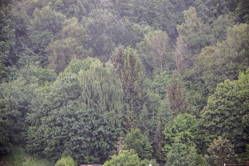 Heavy Summer Rain Over the Forest Stock Image - Image of summer, leaves ...