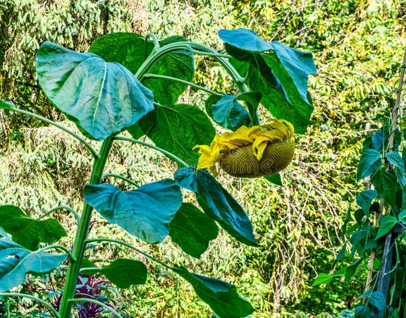 Heavy Pea Patch Sunflower stock image. Image of flower - 256048663