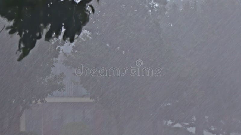 Heavy Thunderstorm with Rain Wind Trees in Monsoon Rainfall. Stock ...