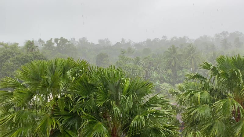 Heavy Tropical Rainfall stock footage. Video of lush - 260649340
