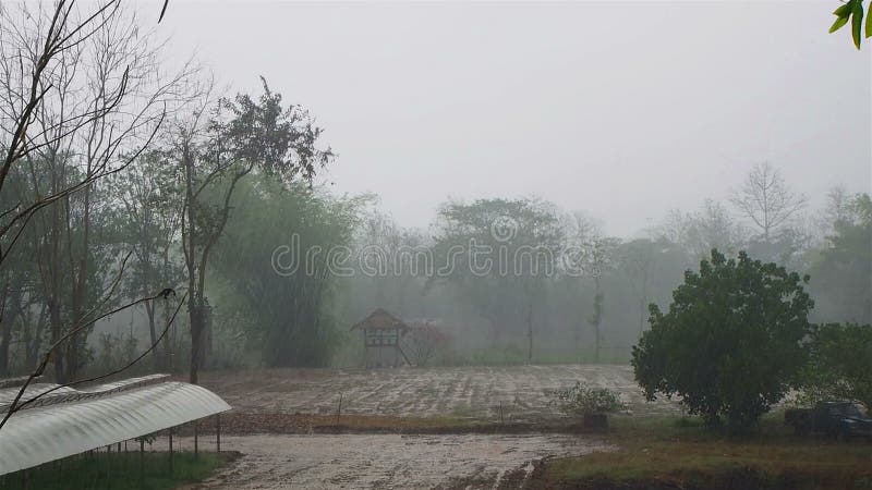 Heavy Tropical Rain on the Island during the Day Stock Footage - Video ...