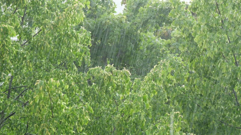 Heavy Tropical Rainfall on the Background of Green Foliage Trees Stock ...