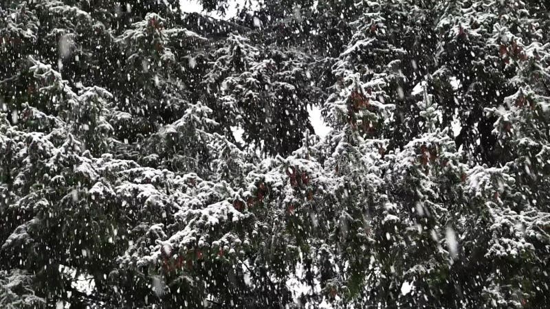 Heavy Wet Snow Falling on a Large Douglas Fir Tree, Winter Weather ...