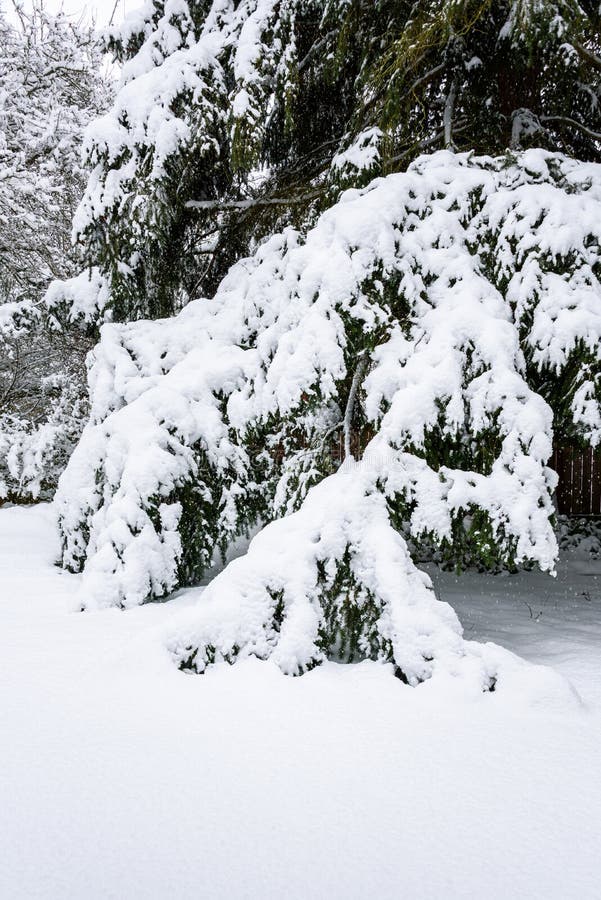 148 Bending Storm Tree Stock Photos - Free & Royalty-Free Stock Photos ...