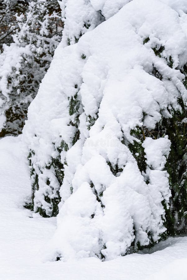 Heavy Wet Snowfall Bending Down the Branches of an Evergreen Tree ...