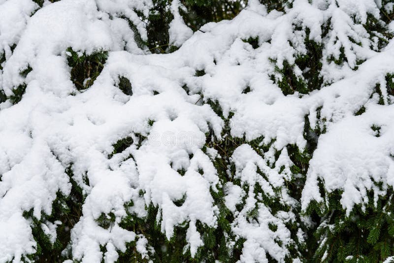 Heavy Wet Snowfall Bending Down the Branches of an Evergreen Tree ...