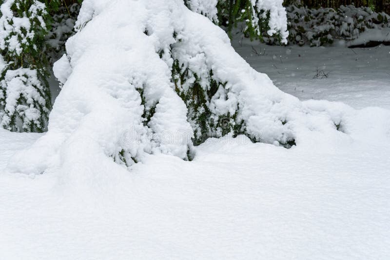 Heavy Wet Snowfall Bending Down the Branches of an Evergreen Tree ...