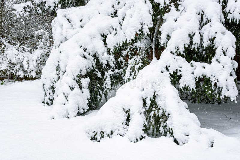 Heavy Wet Snowfall Bending Down the Branches of an Evergreen Tree ...