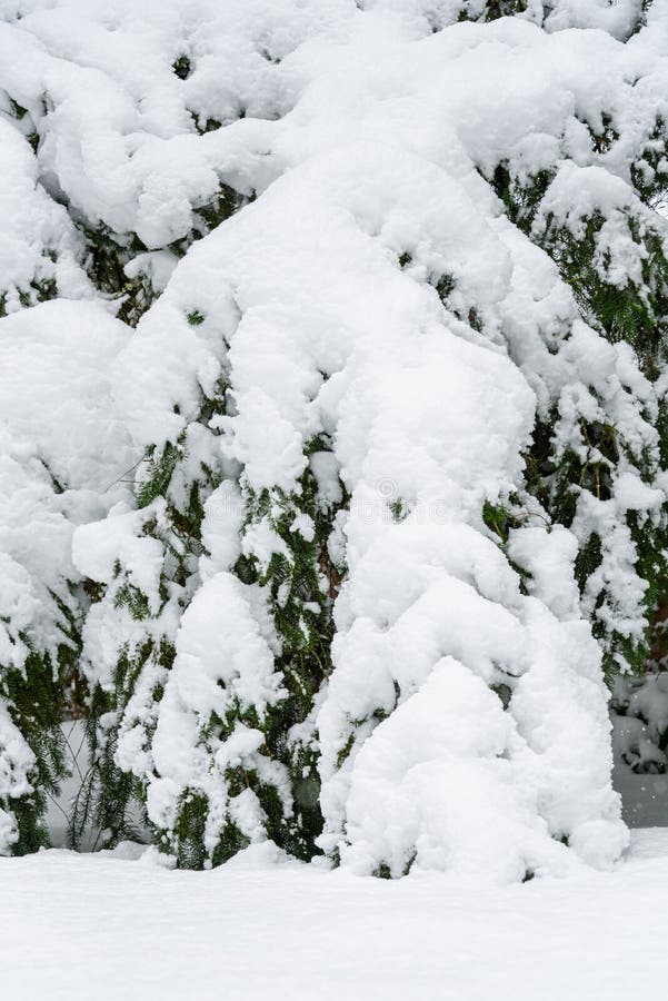 Heavy Wet Snowfall Bending Down the Branches of an Evergreen Tree ...