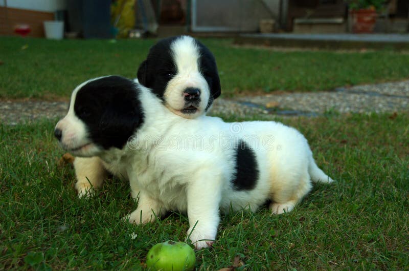 Heavy whelp head stock photo. Image of animal, newborn - 1035612