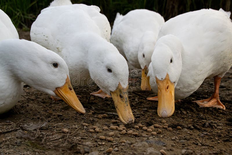 Heavy White Pekin Duck, Also Know As Aylesbury or Long Island Ducks ...