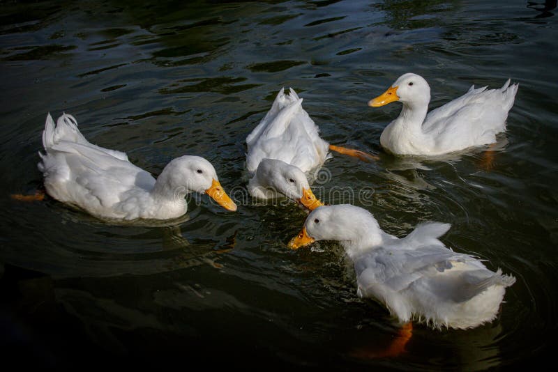 Heavy White Pekin Duck, Also Know As Aylesbury or Long Island Ducks ...