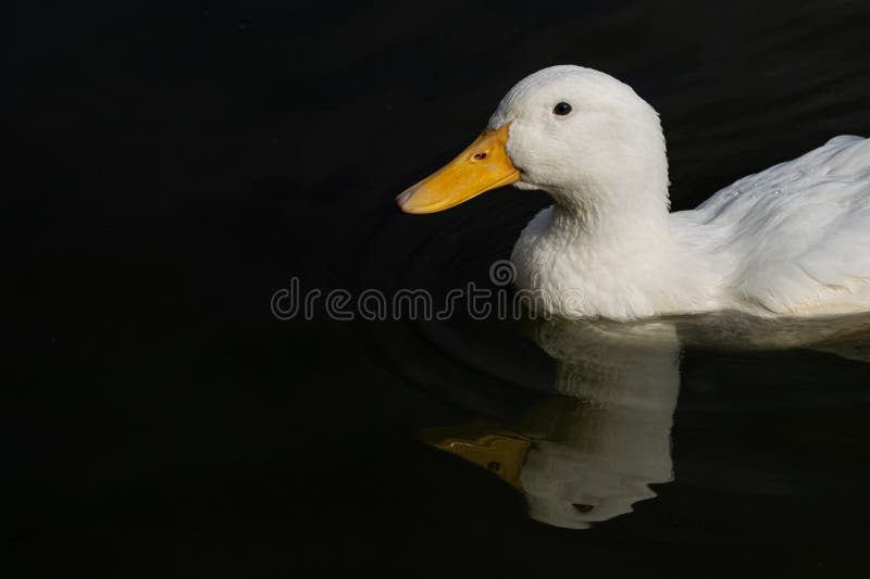 Heavy White Pekin Duck, Also Know As Aylesbury or Long Island Ducks ...