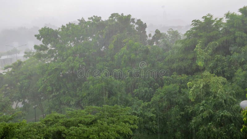 Heavy wind on the tree stock image. Image of rain, plant - 128351735
