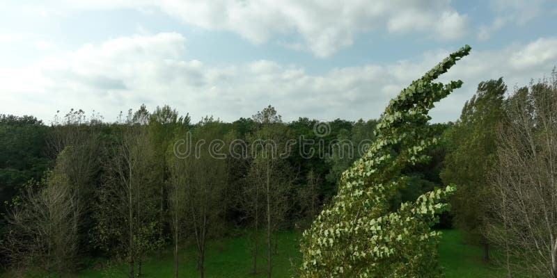 Heavy Wind through the Trees Stock Footage - Video of dancing, wind ...