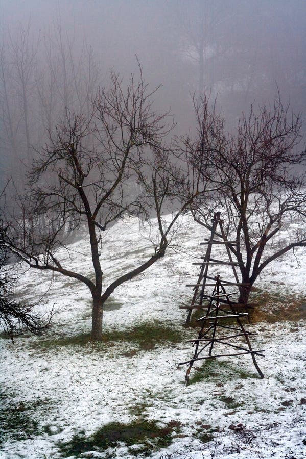 Heavy Winter Fog stock photo. Image of branch, climate - 12736548