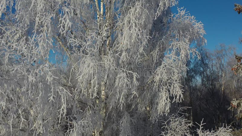 Heavy Winter Frost on Trees, Aerial View Stock Video - Video of frost ...