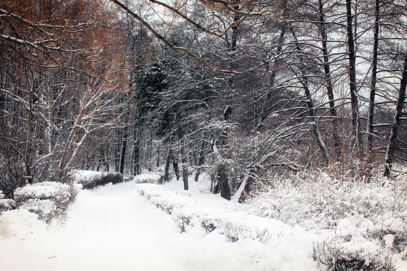 Heavy Winter Landscape in Cold Forest. Covered with Thick Snow Path ...