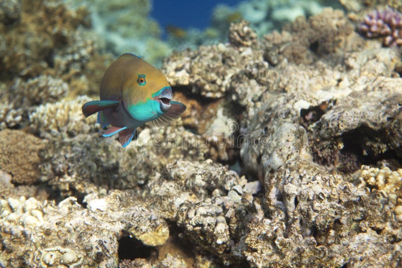 Heavybeak parrotfish stock photo. Image of life, flora - 14417606