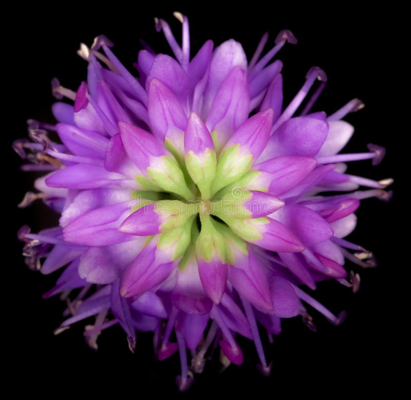 Hebe Amy stock image. Image of figwort, macro, evergreen - 82884533