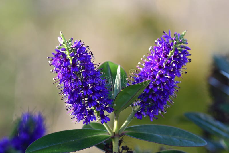 Hebe flower stock image. Image of horticulture, garden - 141021333