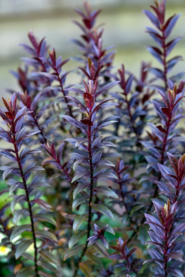 Hebe `Red Edge` Evergreen Bush Close Up Stock Image - Image of dense ...