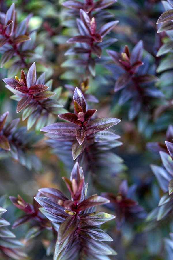 Hebe Red Edge Evergreen Bush Close Up Stock Photo - Image of gardening ...