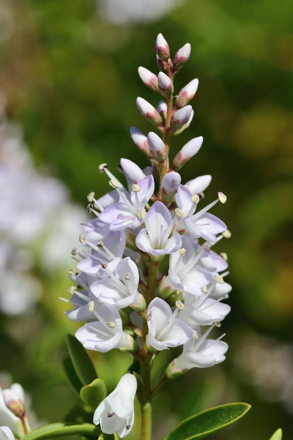 Hebe shrub stock image. Image of fresh, outdoors, colour - 140185761