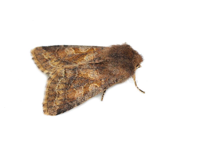 148 Hebrew Character Stock Photos - Free & Royalty-Free Stock Photos ...