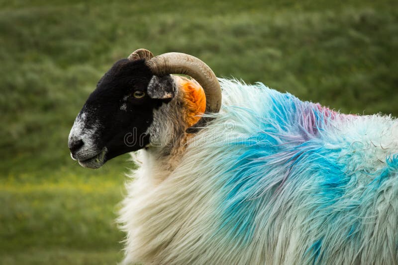 Hebridean Sheep stock photo. Image of colored, dyed, scotland - 60761974