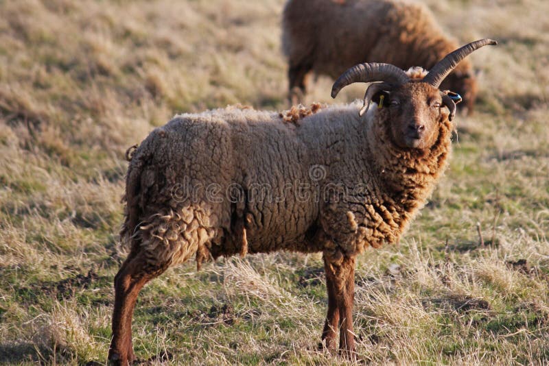 Hebridean sheep stock image. Image of black, farmland - 2887037