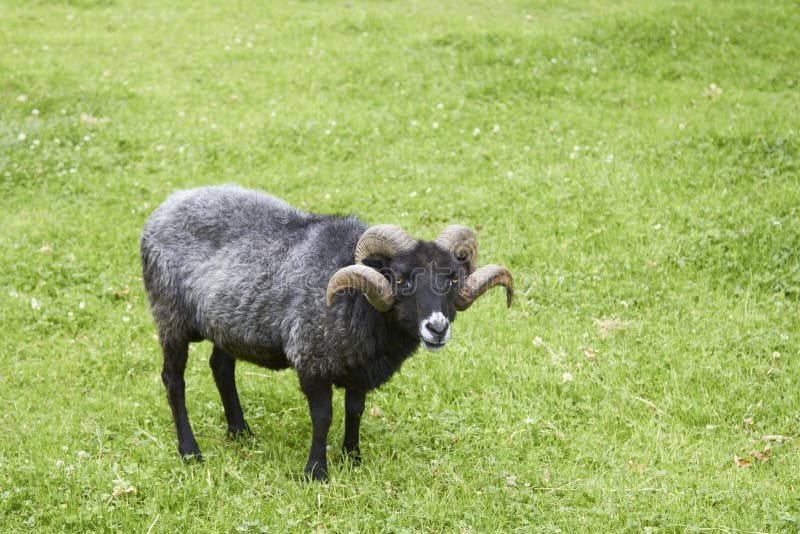 Hebridean sheep stock photo. Image of endangered, pasture - 32641790