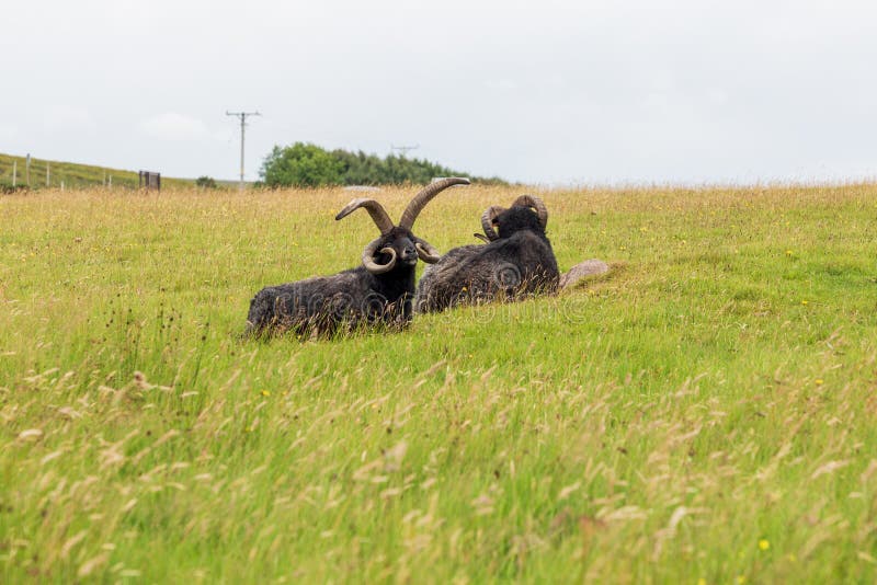Hebridean Sheep Resting in Scottish Pasture Stock Image - Image of ...